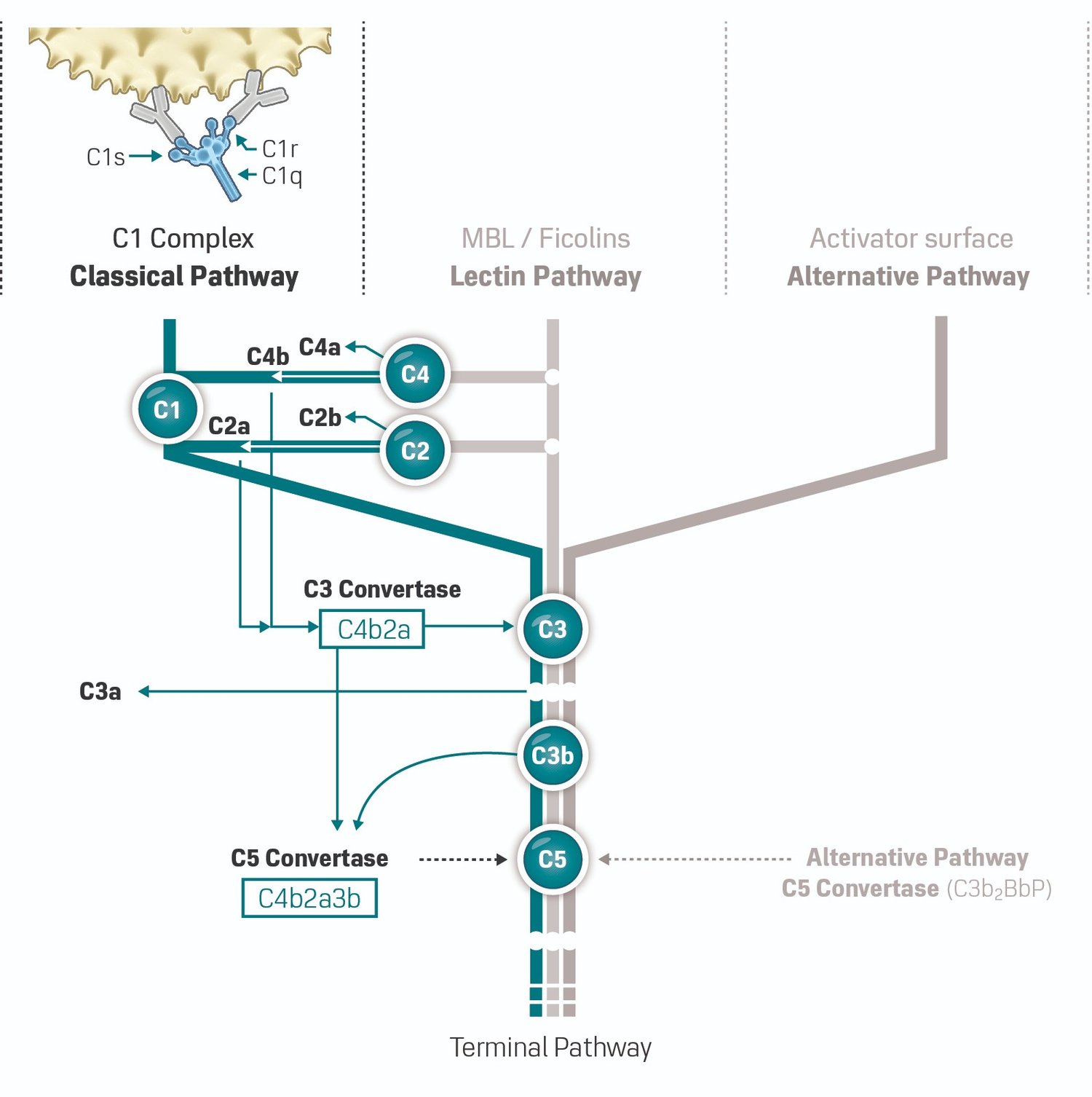 Unlocking the Power of C1q in Autoimmune Disease and Therapeutic Innovation