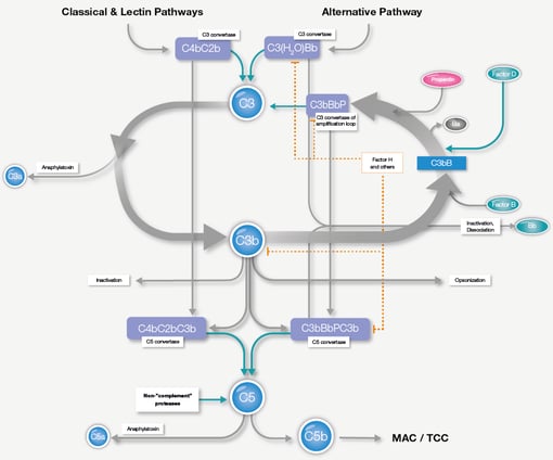 Properdin functional and quantitative assays: a new bi-dimensional tool ...