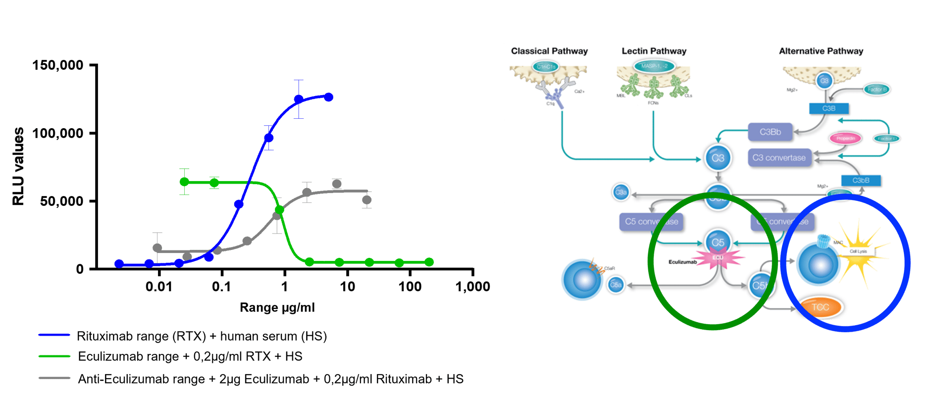 Understanding Complement-Dependent Cytotoxicity (CDC) in Therapeutics ...