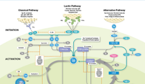 Complement system applications