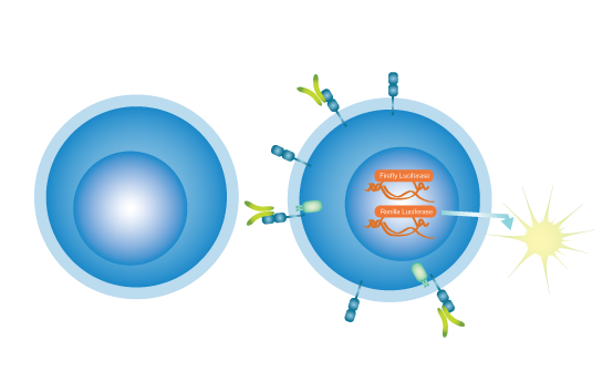 iLite® ADCC Reporter Gene System - an optimal Bioassay