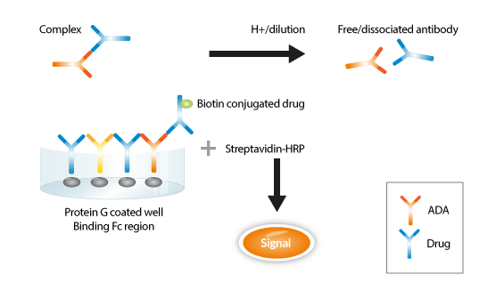 Monitoring of TNF-alpha inhibitors